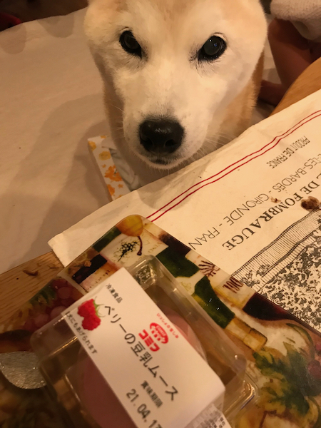 聞こえない: 柴わんこ ここなの飼い主のそれから （旧：ここなのたおやかな日々）